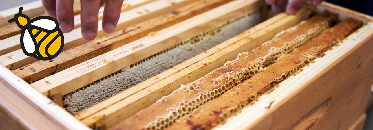 Bee Sustainable | Swiss Medical Network